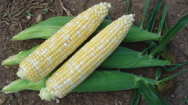 11 Top-Notch Sweet Corn Varieties For 2016 - Growing Produce