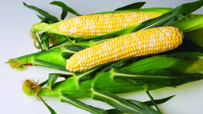 11 Top-Notch Sweet Corn Varieties For 2016 - Growing Produce