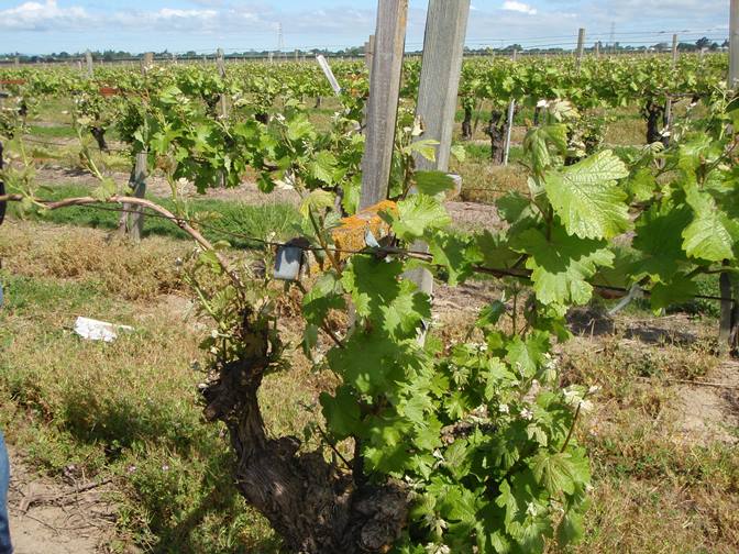 Three Tips For Preventing Trunk Disease - Growing Produce