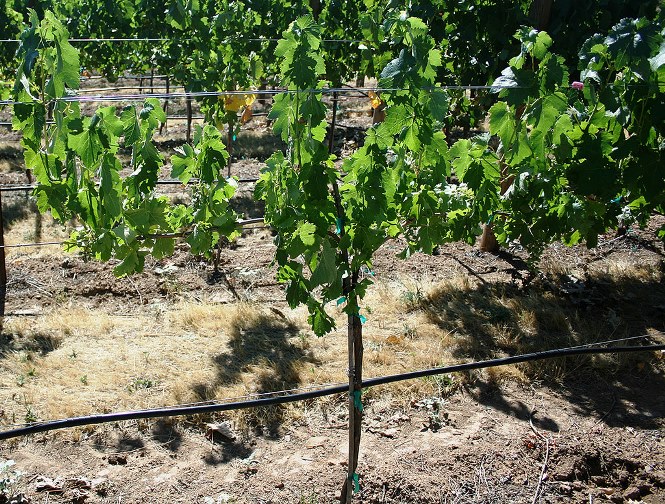 New App Helps Growers Determine Stunted Vine Causes - Growing Produce
