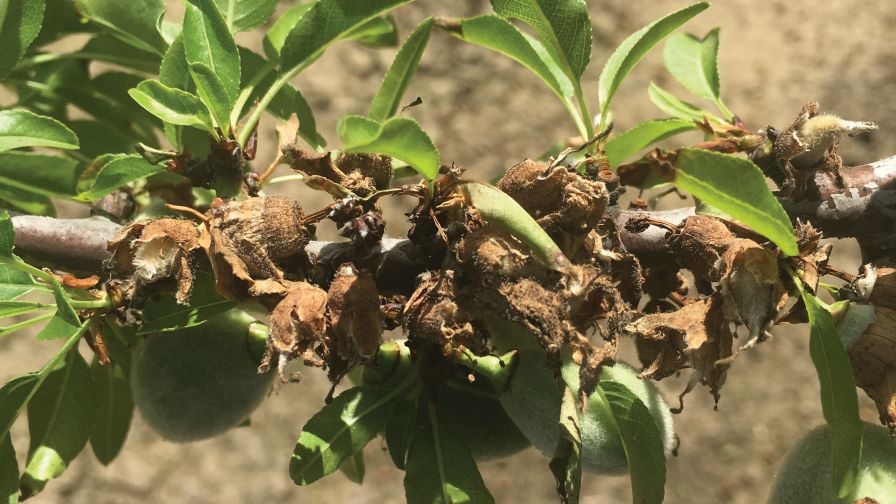 Look Out For Jacket Rot On Almond Leaves - Growing Produce