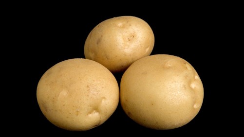 Potato Breeding Update From Cornell University - Growing Produce