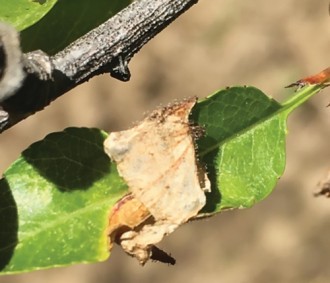 Look Out For Jacket Rot On Almond Leaves - Growing Produce
