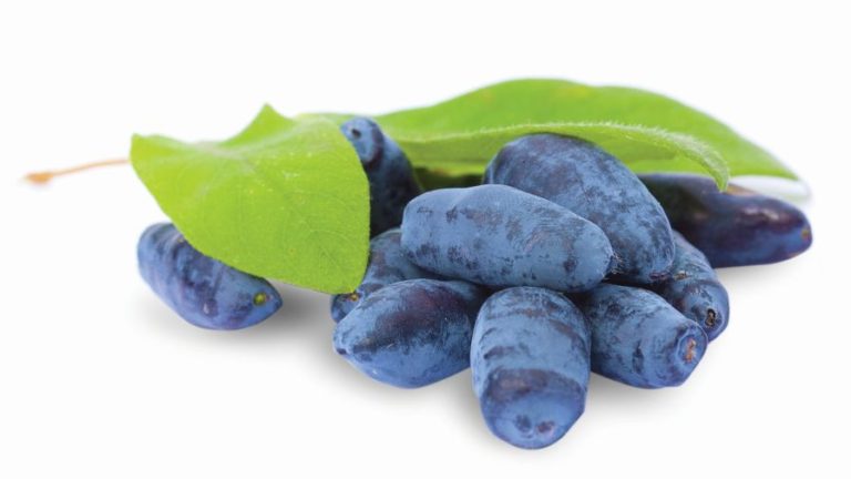 Growers In Canada See Bright Future For Haskap Berry - Growing Produce