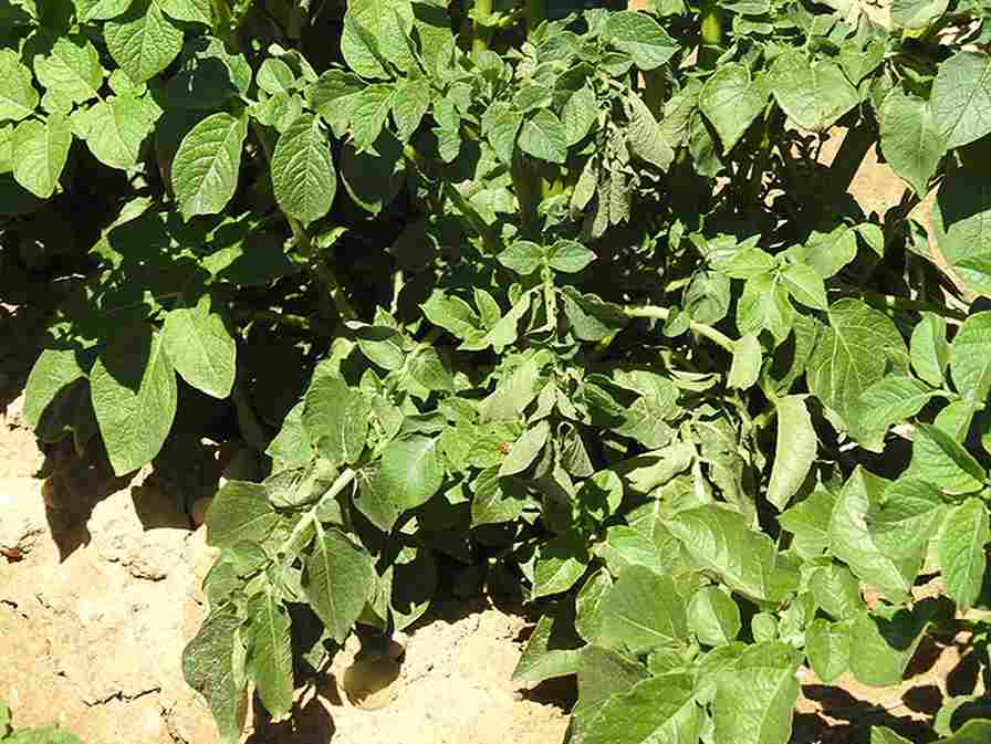 Dickeya: A New Potato Disease - Growing Produce