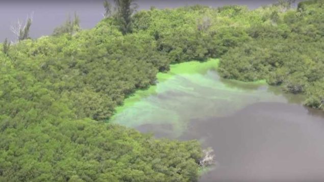 Algal Bloom Crisis Forcing Florida Farmers To Tread Water - Growing Produce