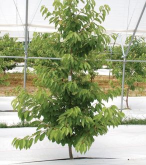 Take A Closer Look At The Tall Spindle Axe Training System - Growing ...