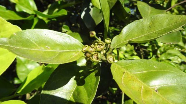 Florida Citrus Groves Under Siege From Postbloom Fruit Drop - Growing ...