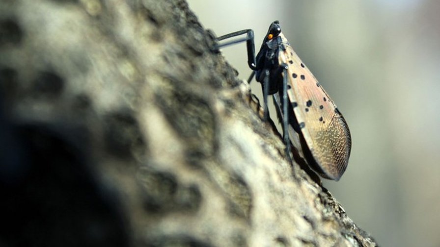 Spotted Lanternfly Quarantine Expands In Pennsylvania - Growing Produce