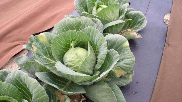 Take Care to Defend Cruciferous Crops From Black Rot - Growing Produce