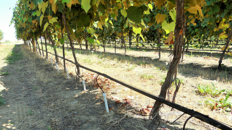 Deeper Irrigation Method Showing Promise For Vineyards - Growing Produce