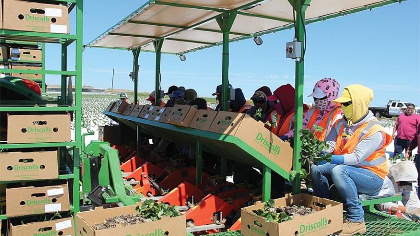 New Mechanical Strawberry Transplanter Wows - Growing Produce