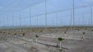 Planting Citrus Under Protective Screen Goes Commercial - Growing Produce