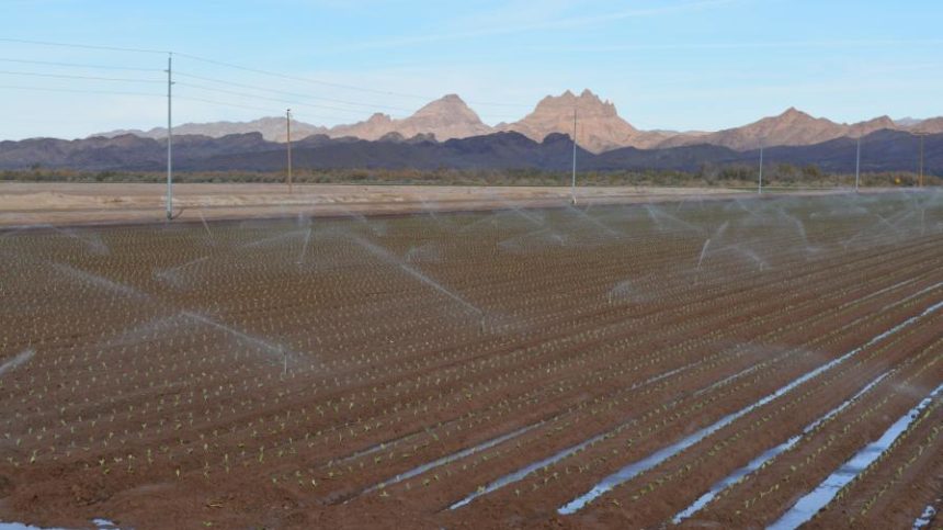CDC: Canal Water Started the Yuma-linked E. coli Outbreak - Growing Produce