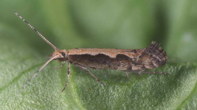 3 Ways to Save Your Vegetable Crops From Diamondback Moths - Growing ...