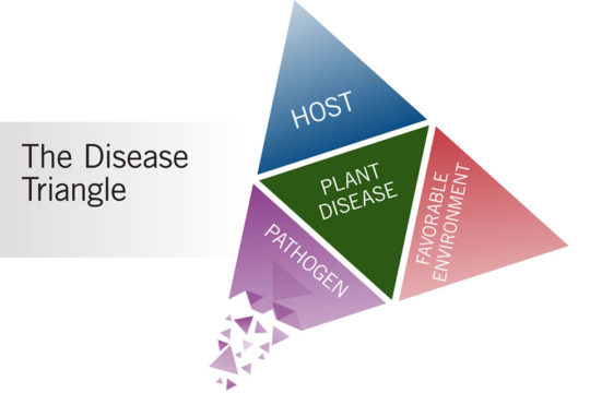 How to Stop Plant Diseases Before They Grab Hold - Growing Produce