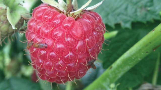 School Project Nets Sweet Solution to Major Berry Pest - Growing Produce