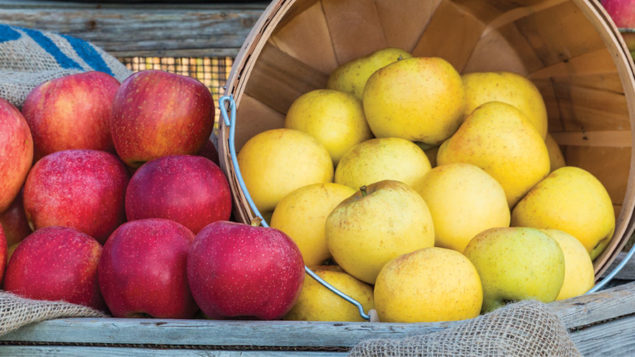 Two MAIA Releases Available for Growers, Hobbyists - Growing Produce