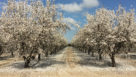 How to Determine Optimal Almond Tree Spacing - Growing Produce
