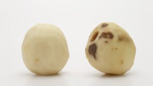 3 GMO, Late-Blight-Resistant Potato Varieties Get EPA Approval ...