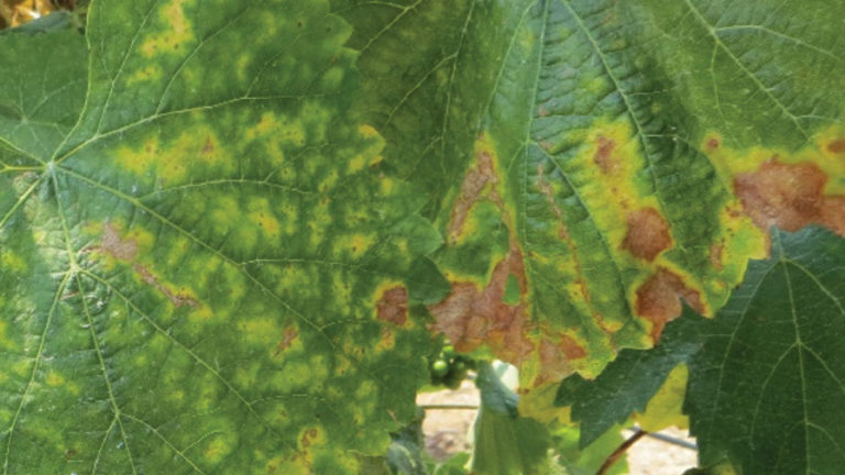 Understanding the Economics Of Red Blotch in Grapes - Growing Produce