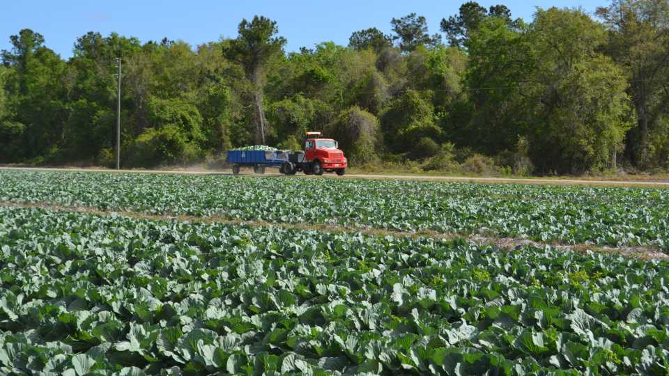 Florida Growers Seeking Inspiration Need Not Look Far - Growing Produce