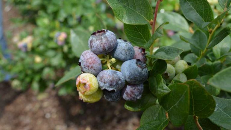 Running Down a Florida Blueberry Dream - Growing Produce
