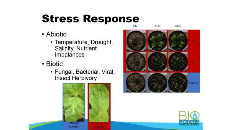 Silicon: Plant Nutrient and Biocontrol Agent - Growing Produce