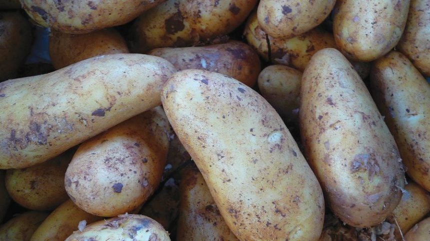 Frustrated by Overwintering Culls and Volunteers? Blame Potatoes’ Wild ...