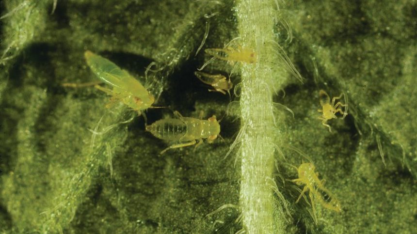 How to Manage Three Key Potato Pests - Growing Produce