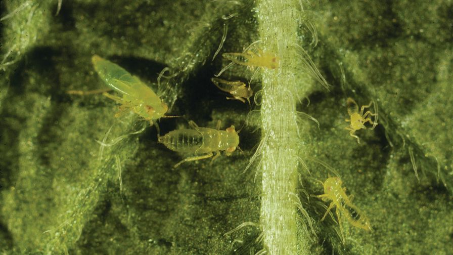 How to Manage Three Key Potato Pests - Growing Produce