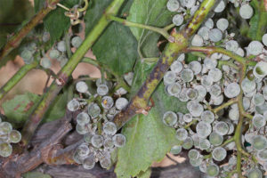 Powdery Mildew Management Tips for Vineyards - Growing Produce