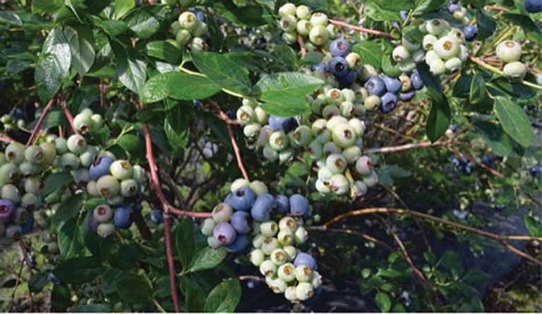 Southern Highbush Berries Have Turned the Blueberry World Upside-Down ...