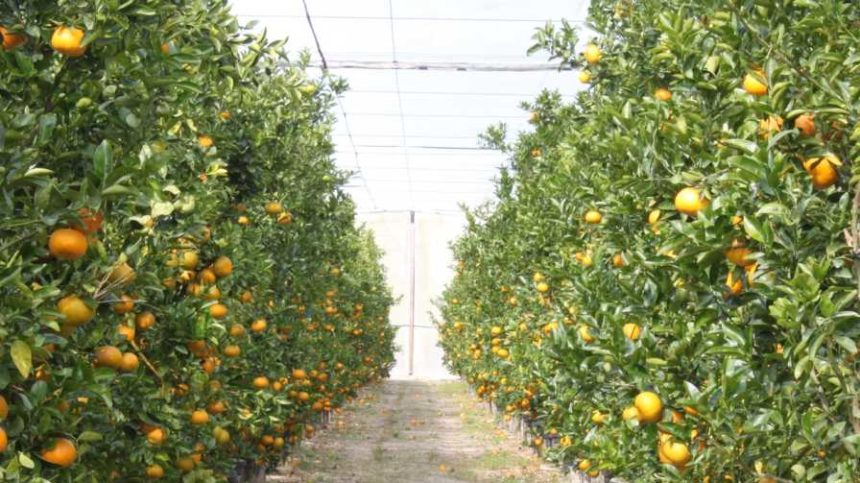 Scientists on Inside Track to Shut Out Citrus Greening - Growing Produce