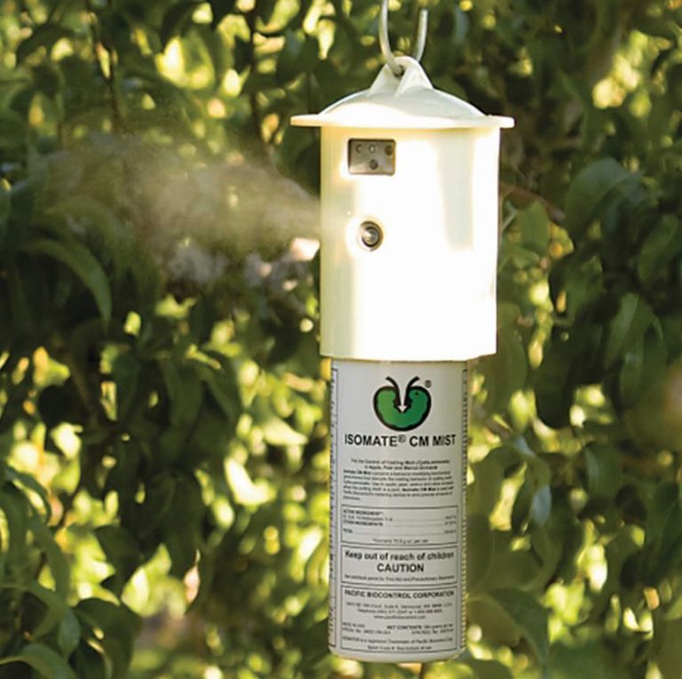 Codling Moth Monitoring Tips in Walnuts - Growing Produce