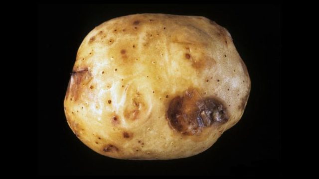 Why Some of the Most Dangerous Potato Diseases are Successful - Growing ...
