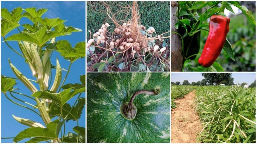 Companion Crops Lower Inputs and Increase Yields, Study Shows - Growing ...