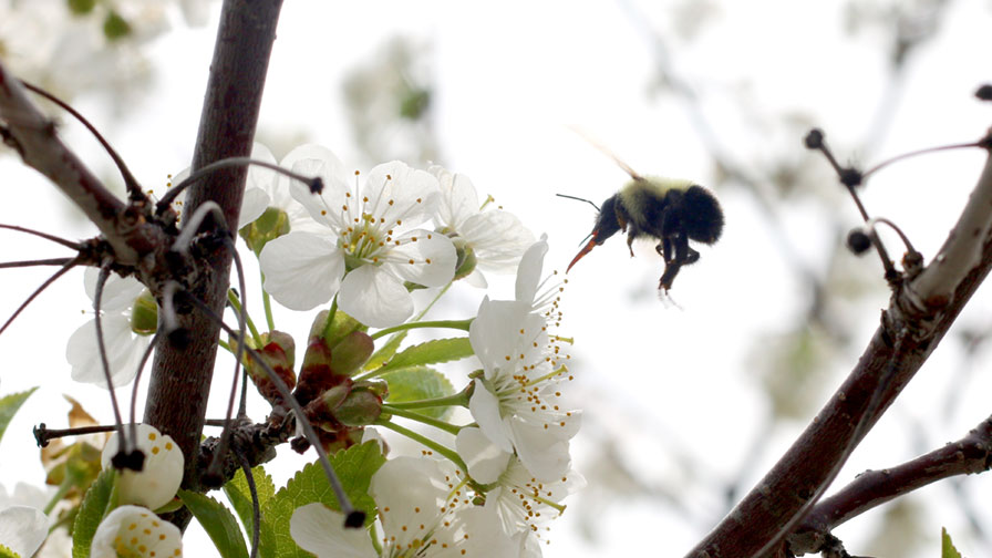 Many Pollinators Boost Cherry Yields — Not Just Honeybees - Growing Produce