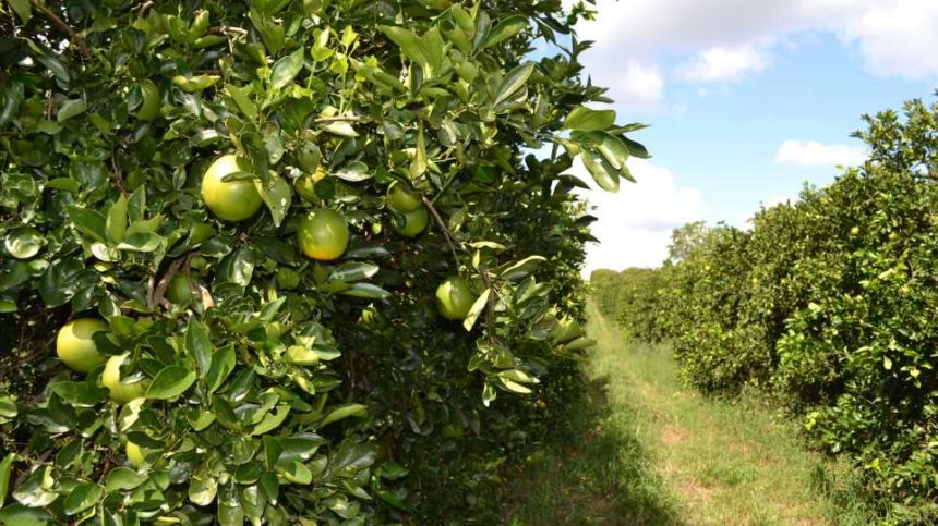 Optimism in the Forecast as Florida Citrus Season Starts - Growing Produce