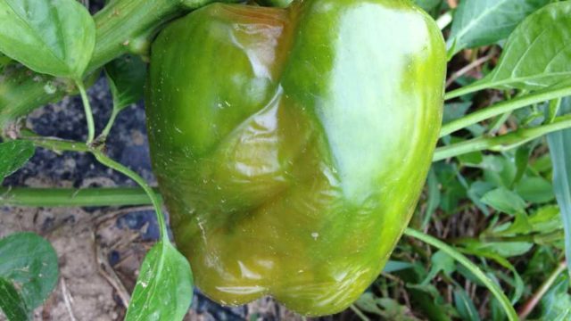 Take a Hard Line Against Bacterial Soft Rot of Pepper - Growing Produce