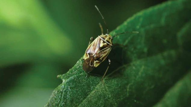 Field Scouting Guide: Lygus Bug - Growing Produce