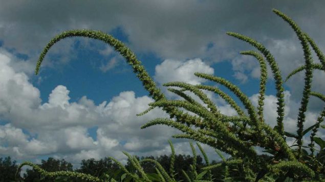 Superweed Palmer Amaranth is on the Move: Here’s What You Need to Know ...