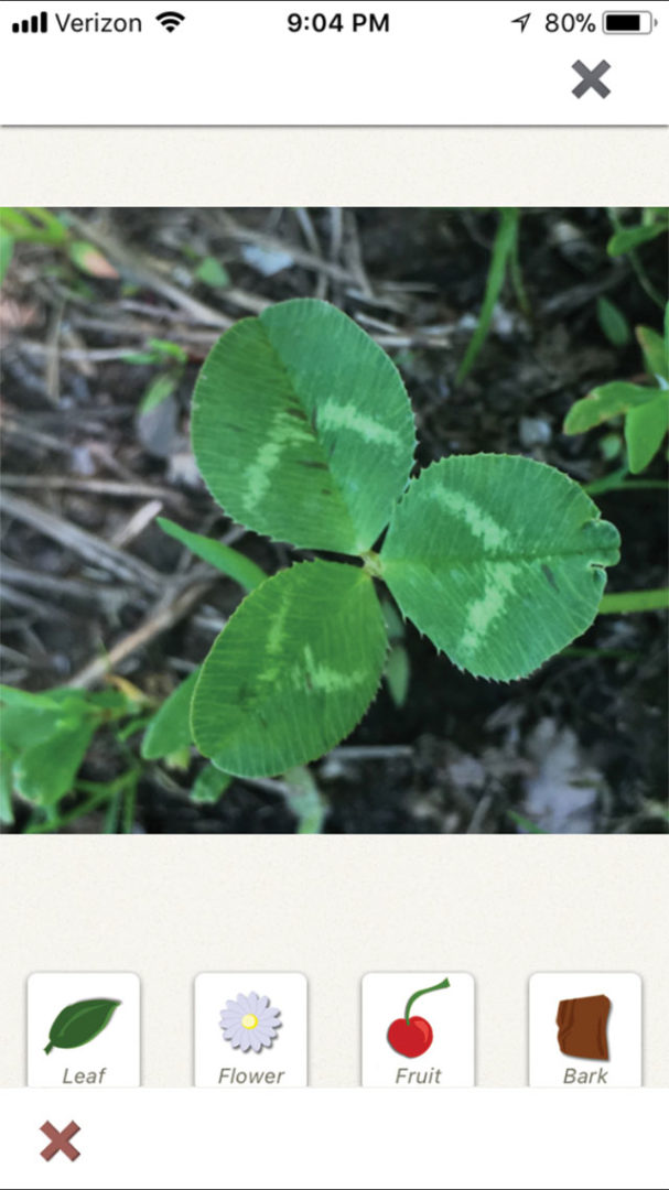 Smartphone Apps to Help You ID Weeds - Growing Produce