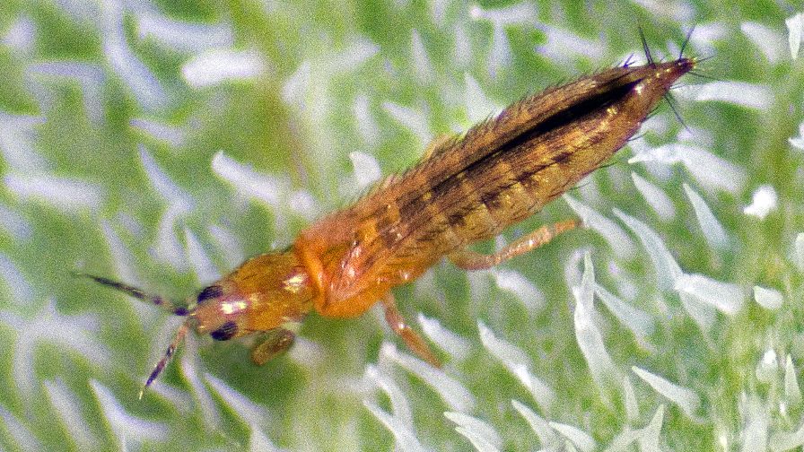 Field Scouting Guide Thrips Growing Produce