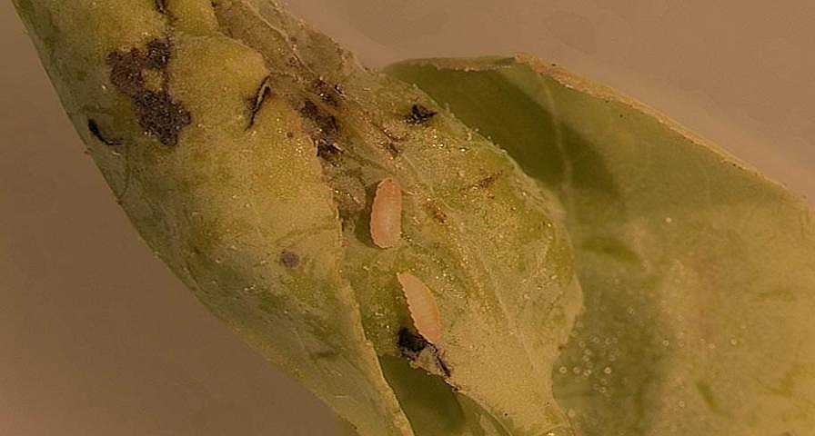 Florida Blueberry Growers on High Alert for Gall Midge - Growing Produce