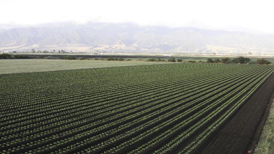 Intercropping Insectary Plants without Losing Production Space ...