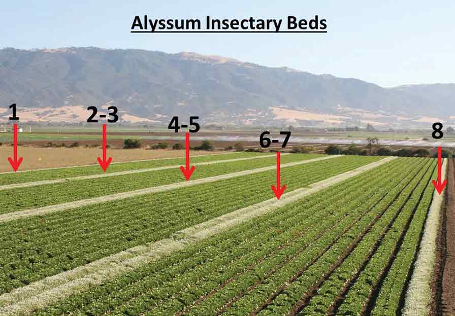 Intercropping Insectary Plants without Losing Production Space ...