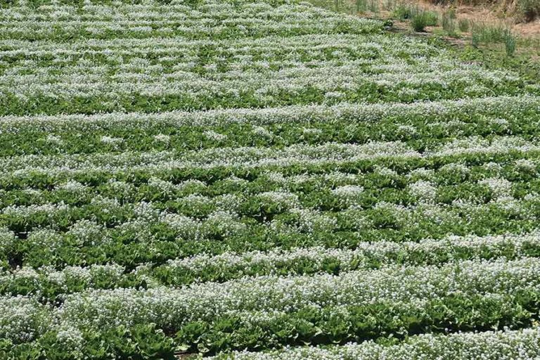 Intercropping Insectary Plants without Losing Production Space ...