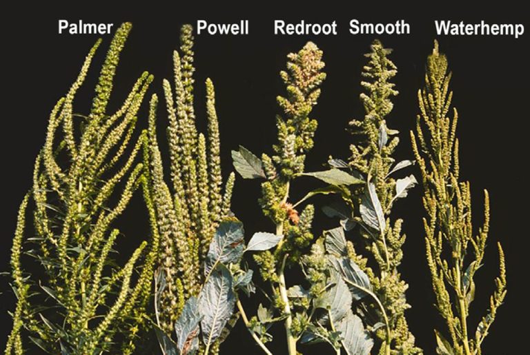 Superweed Palmer Amaranth is on the Move: Here’s What You Need to Know ...