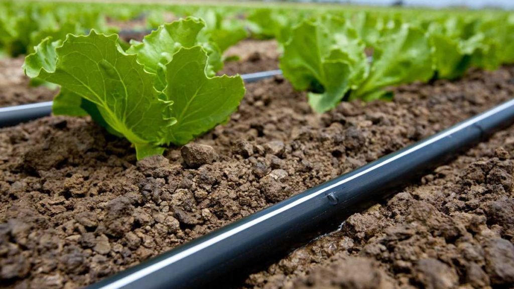 How to Get What You Need from Fertigation - Growing Produce